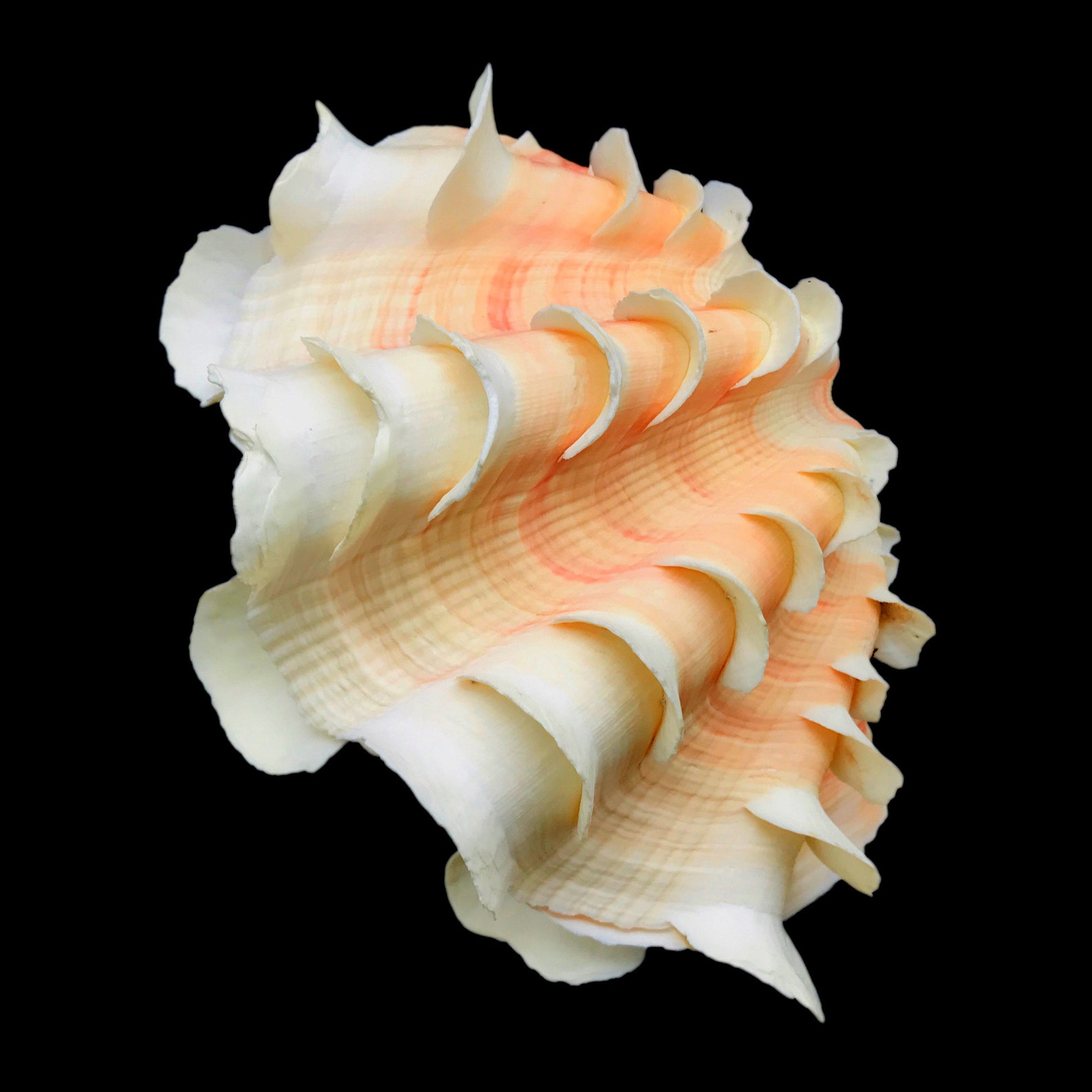 Tridacna Clam Shell Large Fancy Unique Sea Shell Decorative Display ...