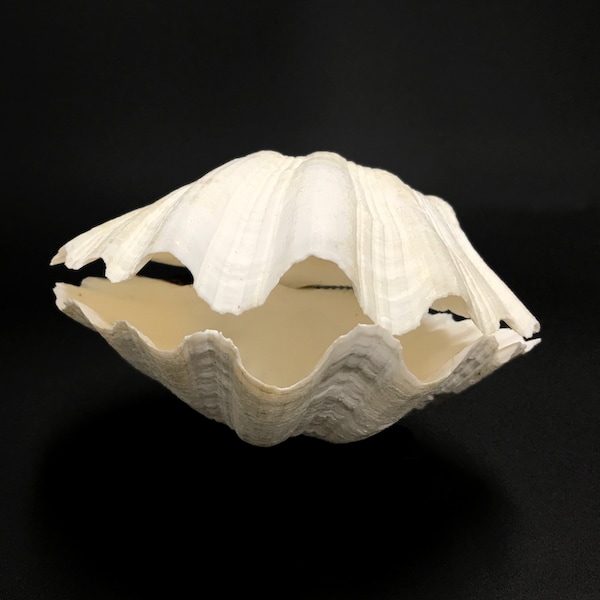 Clam Shell Bowl - Etsy
