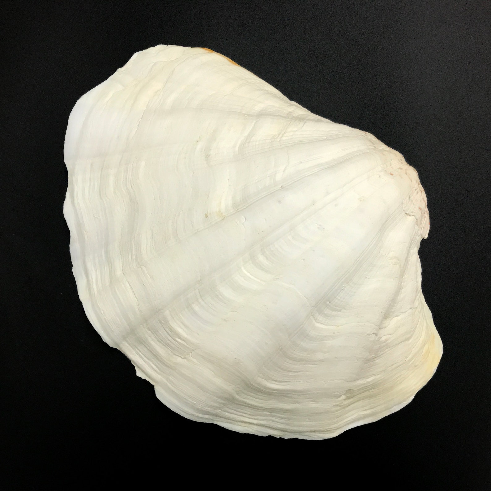 Extra Large Giant Clam Shell Half Very Rare Unique Real Sea - Etsy