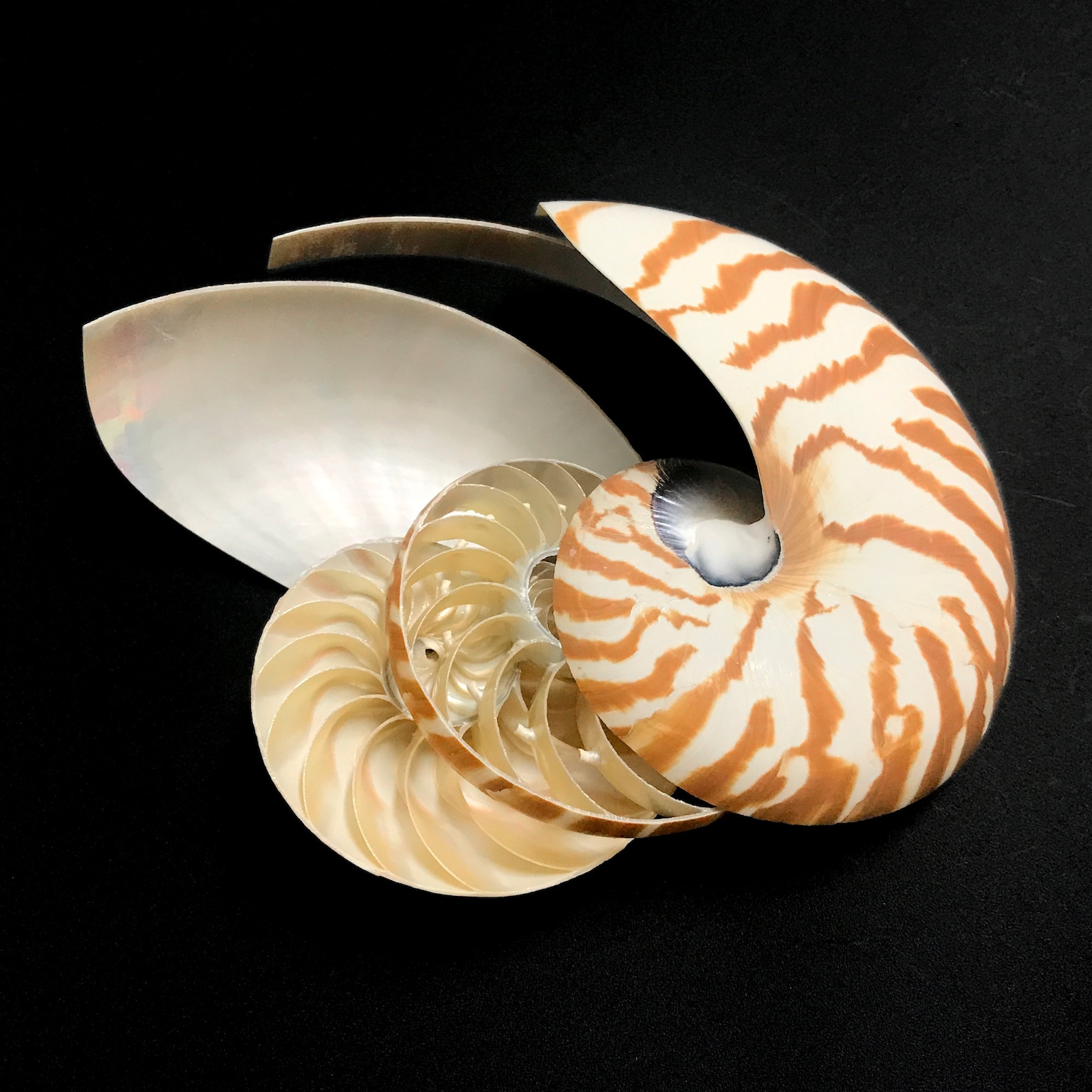Centre Cut Chambered Nautilus Sea Shell Very Rare Natural - Etsy