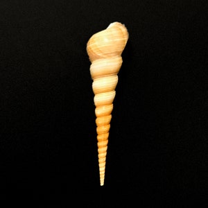 Auger Screw Sea Shell Turritella Terebra Tower Screw Shell Natural ...