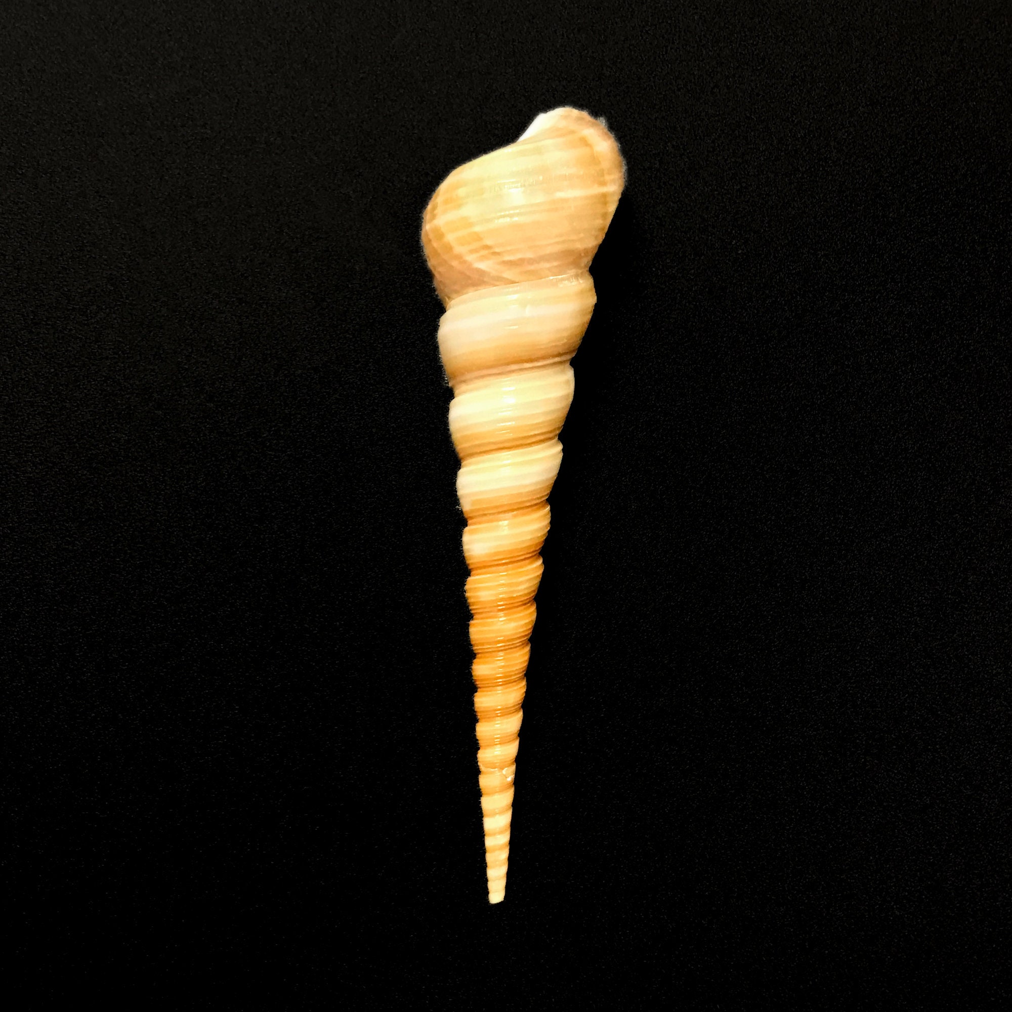 Auger Screw Sea Shell Turritella Terebra Tower Screw Shell Natural ...