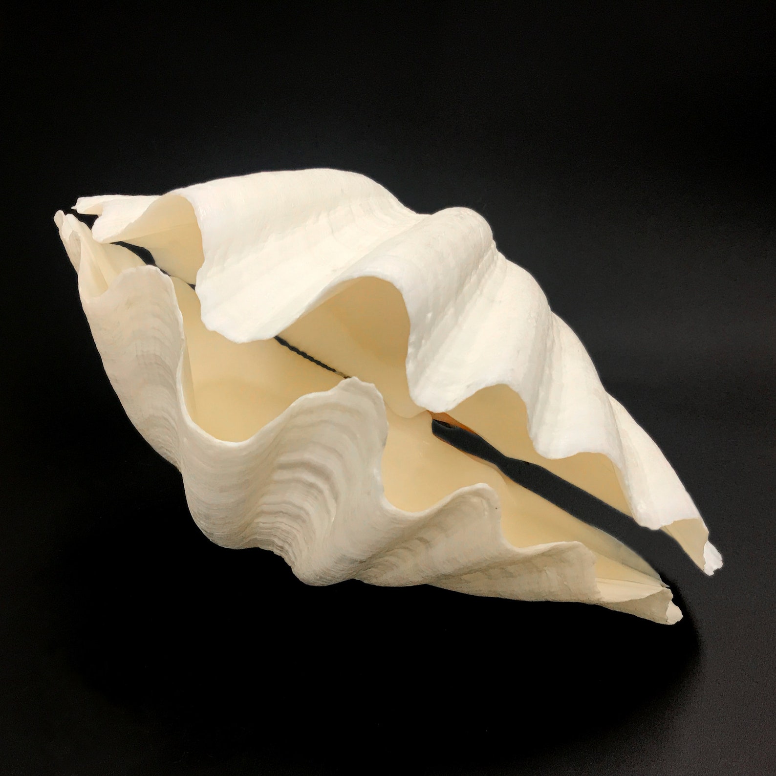 Extra Large Giant Clam Shell MATCHING PAIR Very Very Rare - Etsy