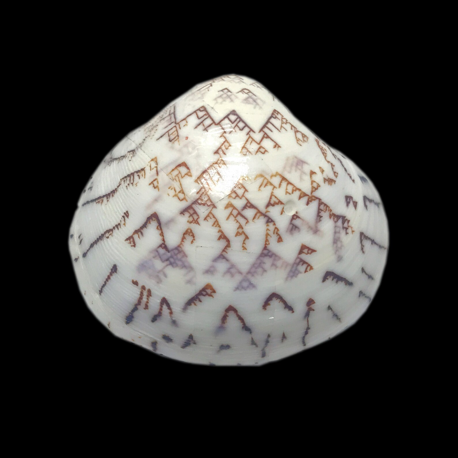 Venus Clam Shell MATCHING PAIR Zigzag Pattern Lioconcha Castrensis ...