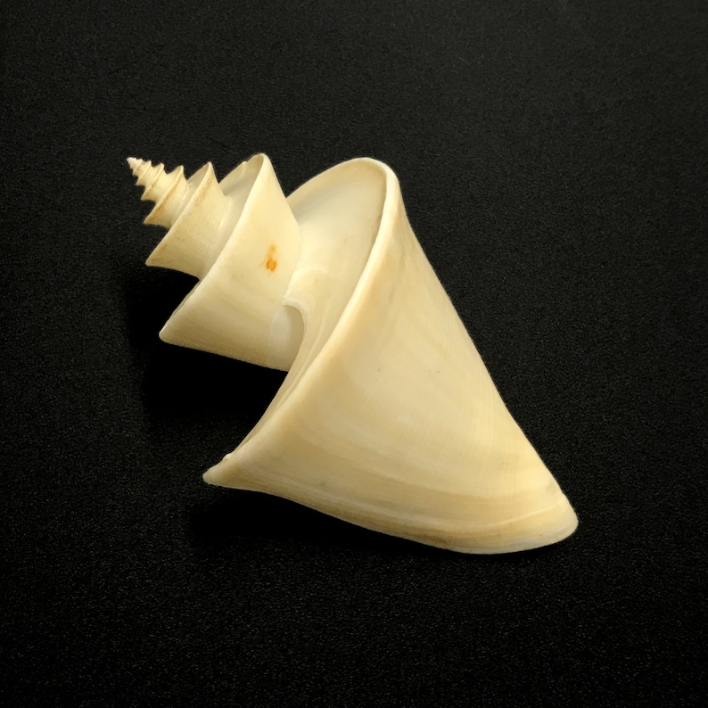 Japanese Wonder Sea Shell Thatcheria Mirabilis Natural Display - Etsy