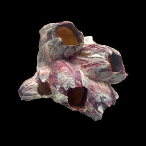Purple Barnacle Cluster Sea Shell Natural Display Specimen Marine ...