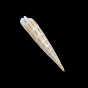 Auger Lance Sea Shell Adorable Tiny Natural Collectible Terebra ...