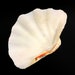 Extra Large Giant Clam Shell Half Very Rare Unique Real Sea Shell ...
