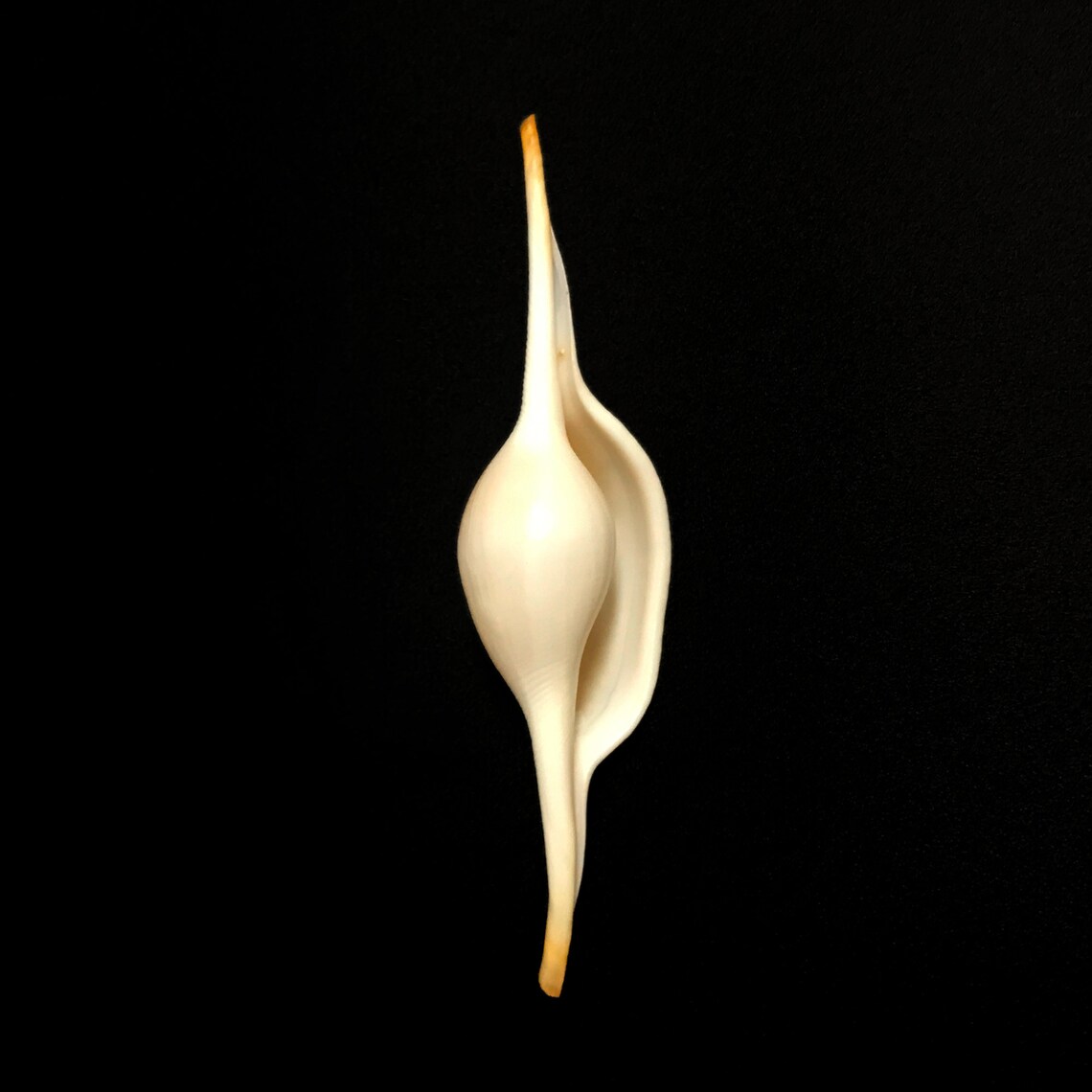 Volva Volva Sea Shell Spindle Egg Cowry Natural Display Specimen Marine ...