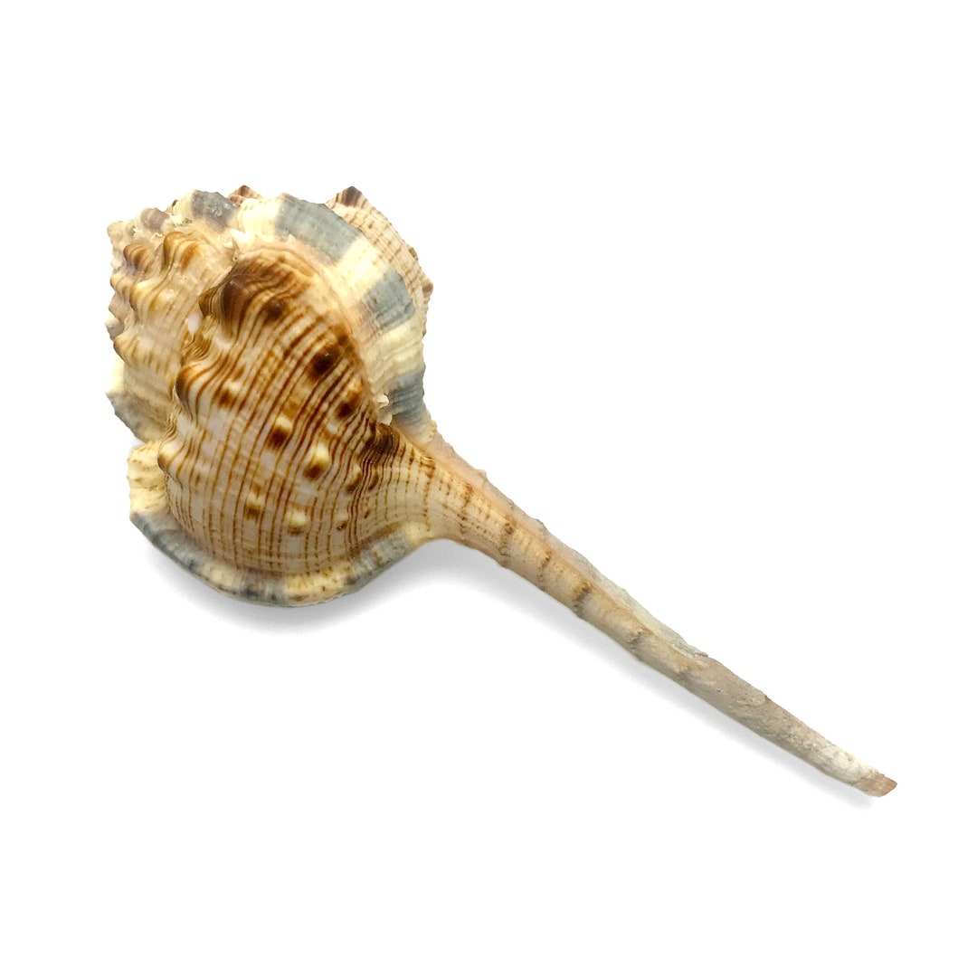 Snipe's Head Murex Sea Shell Murex Haustellum Natural Display Specimen ...