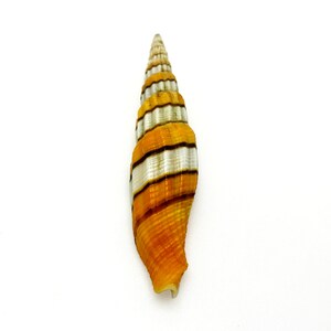 Regal Queen Mitre Sea Shell Orange and White Ribbon Miter Natural ...