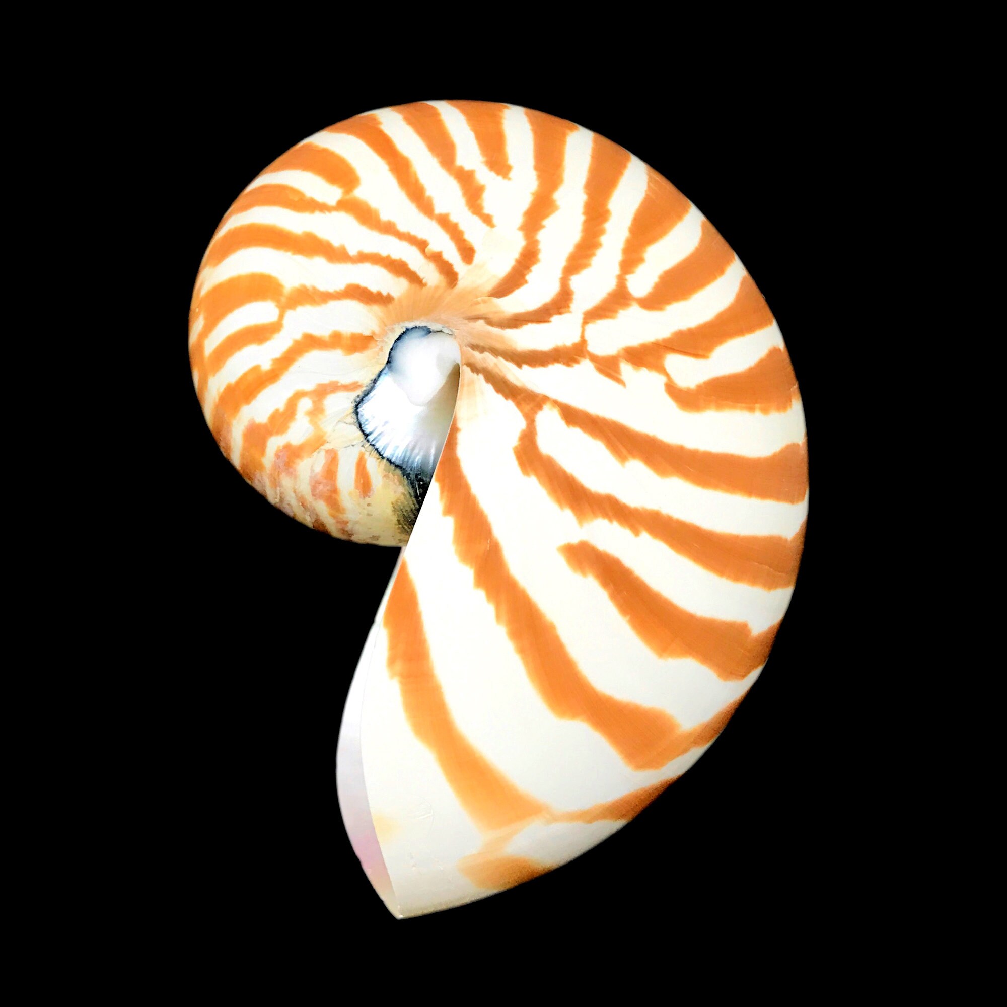 Large Chambered Nautilus Sea Shell Rare Natural Display Specimen ...
