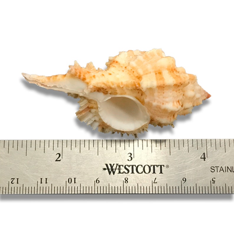Superb Murex Sea Shell Chicomurex Superbus Natural Display Specimen ...