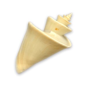 Thatcheria Mirabilis Sea Shell Japanese Wonder Shell Natural Display ...