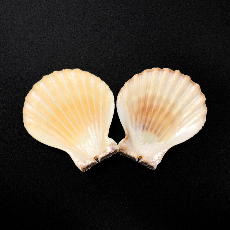 Flat Ribbed Scallop Sea Shell PAIR Decatopecten Radula Natural - Etsy