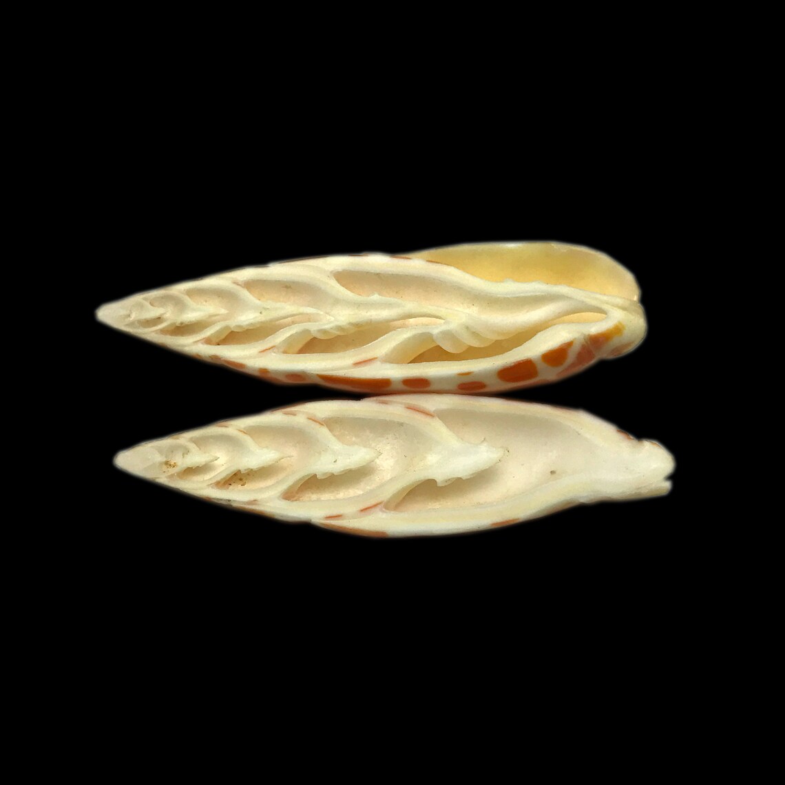 Split Orange & White Mitra Sea Shell Episcopal Miter Natural Display ...