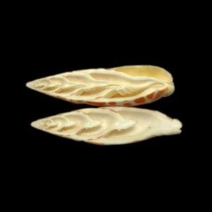 Split Orange & White Mitra Sea Shell Episcopal Miter Natural Display ...