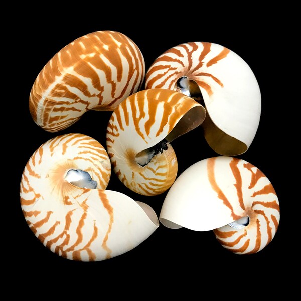 Chambered Nautilus - Etsy