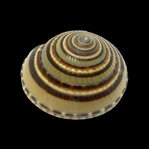 Sundial Perspective Sea Shell Architectonica Perspectiva Natural ...