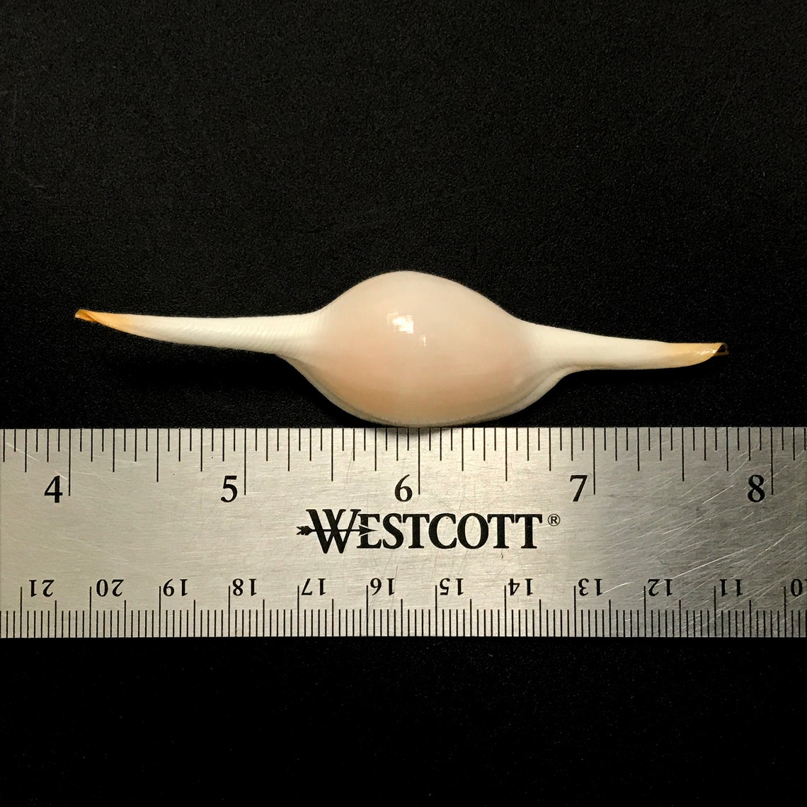 Volva Volva Sea Shell Spindle Egg Cowry Natural Display Specimen Marine ...