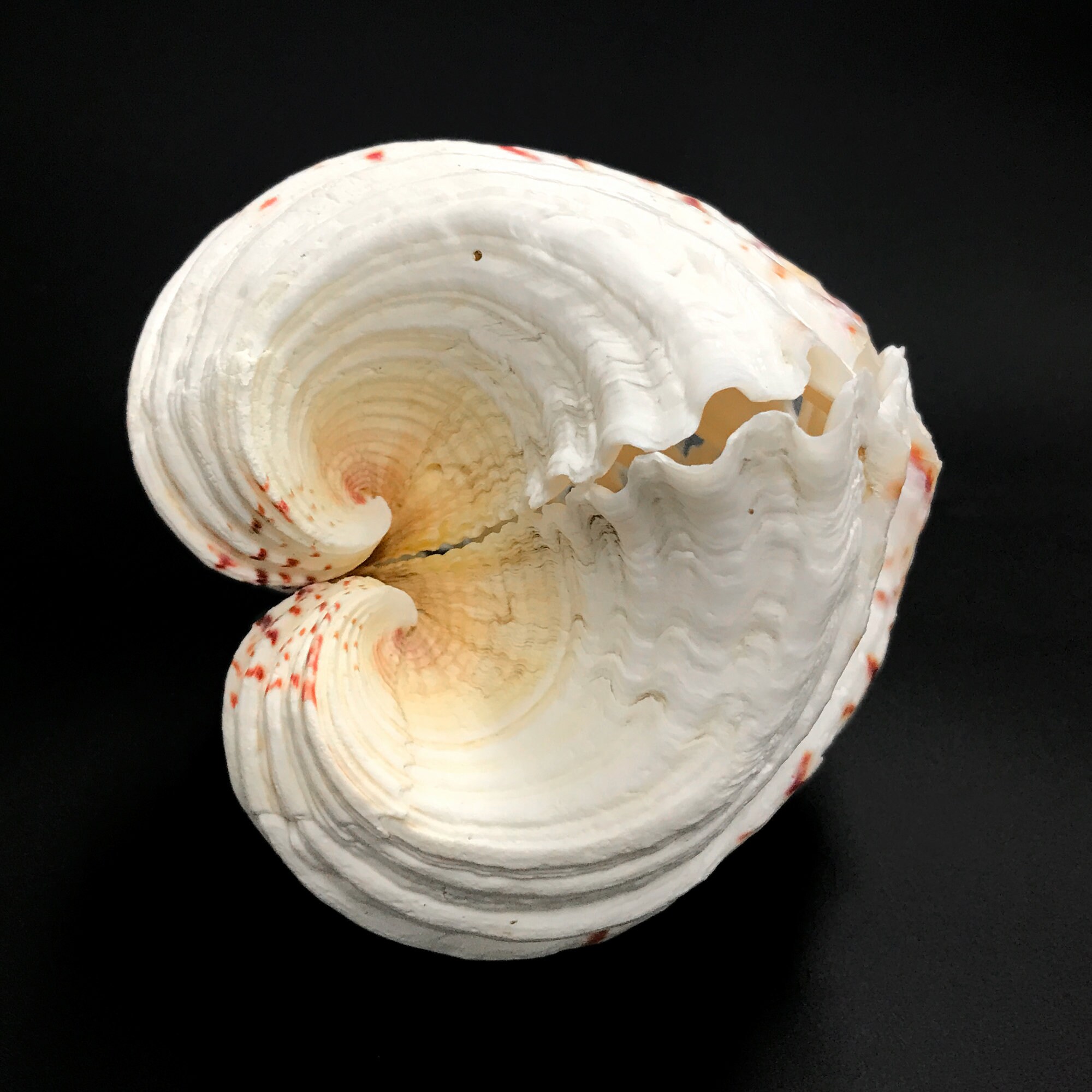 Extra Large Horse Hoof Clam Shell MATCHING PAIR Hippopus - Etsy