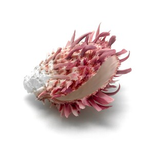 Purple Spiny Oyster Sea Shell Spondylus Squamosus Unique Natural ...