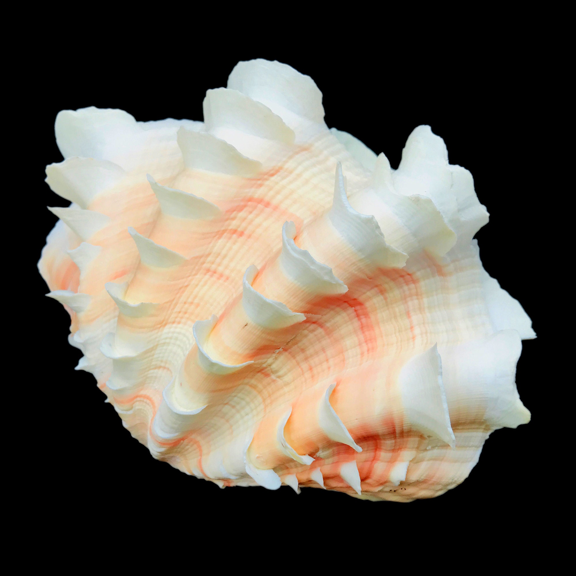 Tridacna Clam Shell Large Fancy Unique Sea Shell Decorative | Etsy