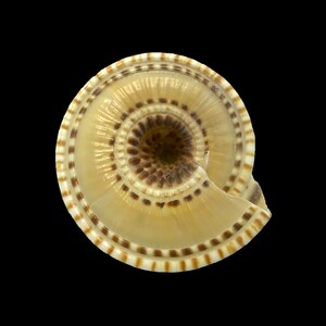 Sundial Perspective Sea Shell Architectonica Perspectiva Natural ...