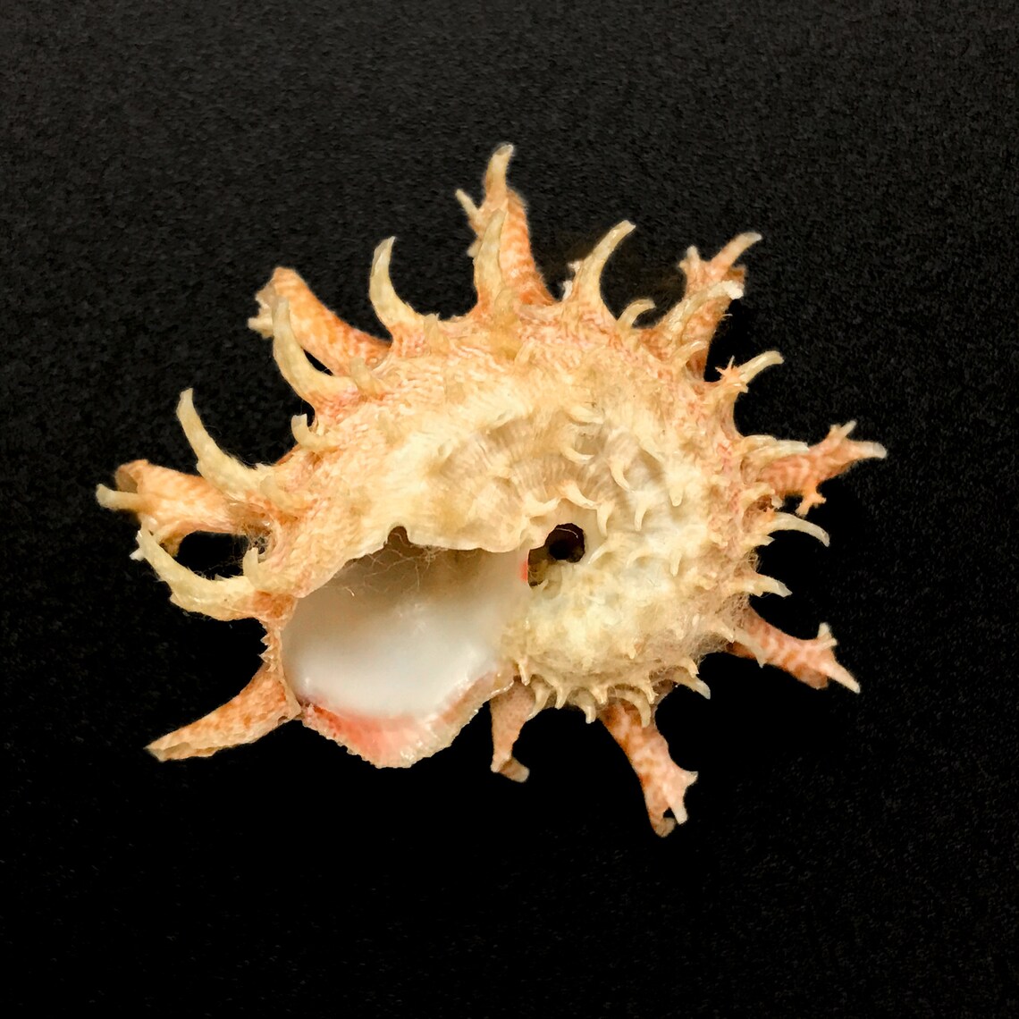 Kiener's Delphinula Sea Shell Angaria Sphaerula Natural - Etsy