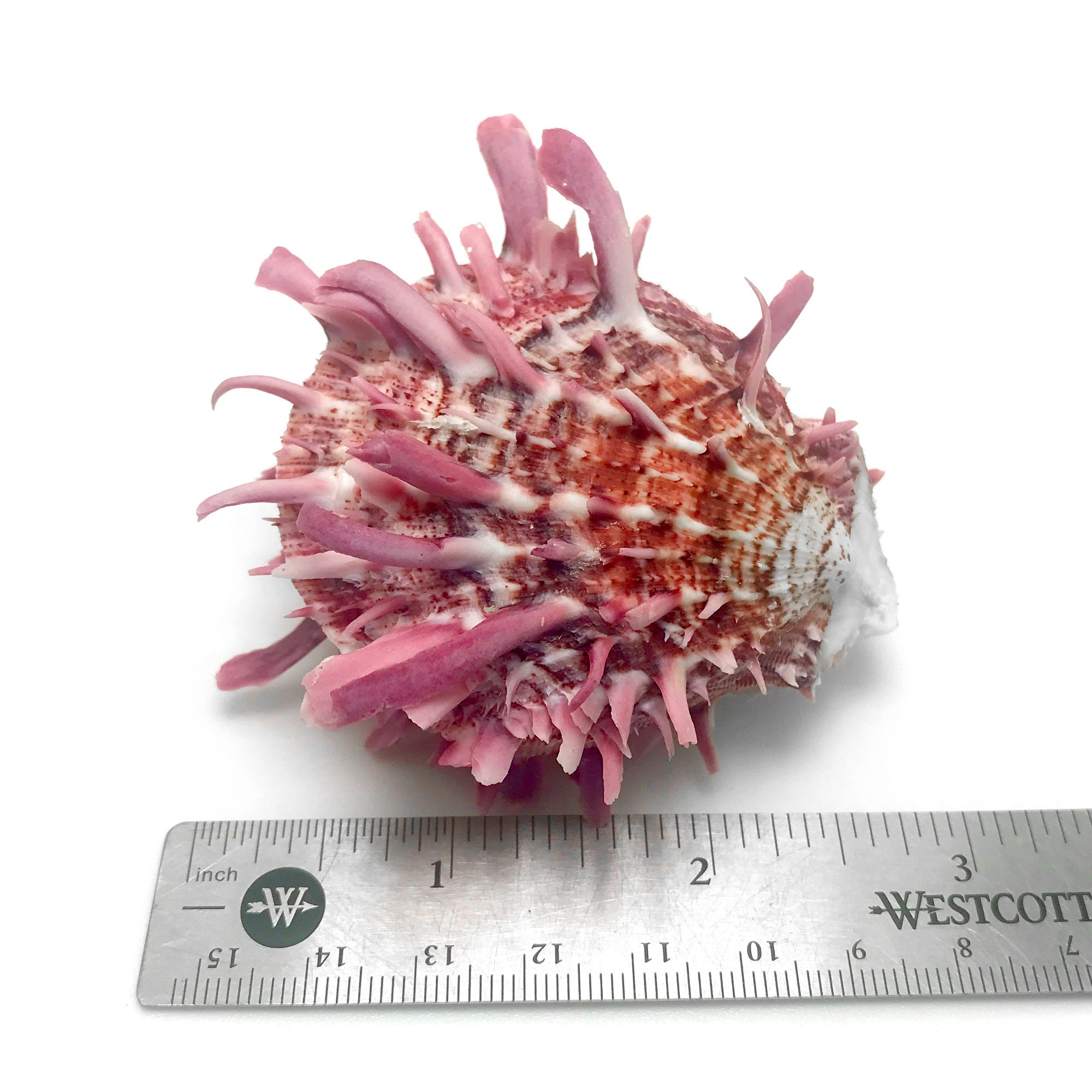 Purple Spiny Oyster Sea Shell Spondylus Squamosus Unique - Etsy