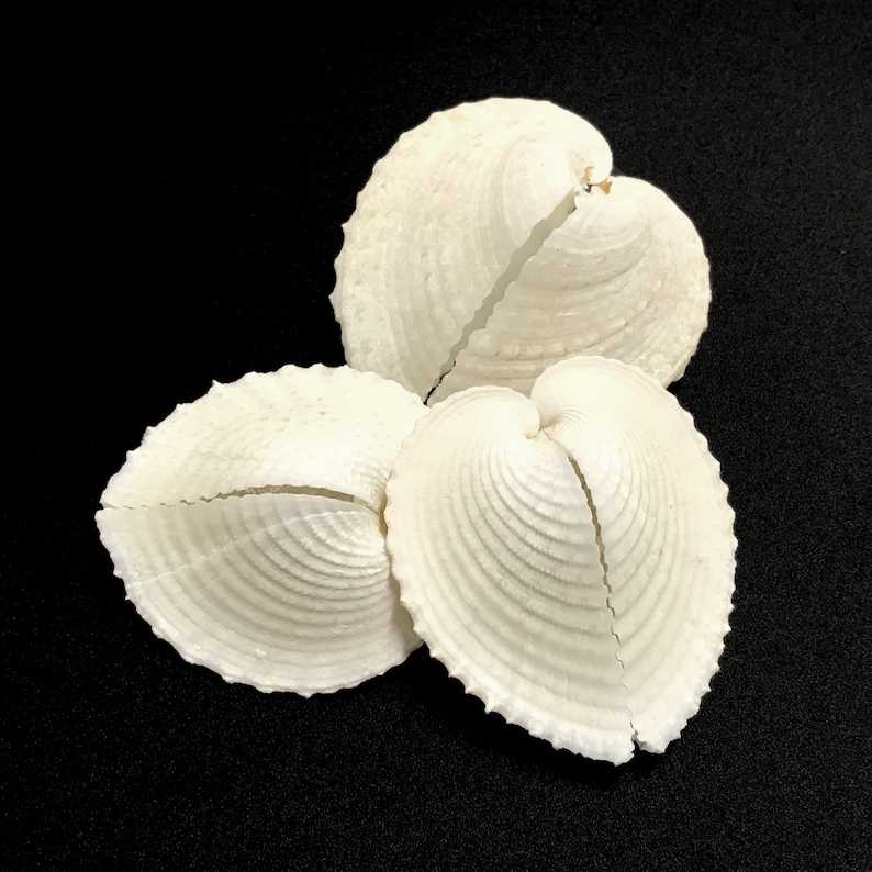 White Heart Cockle Sea Shell Cardium Cardissa Unique Natural - Etsy