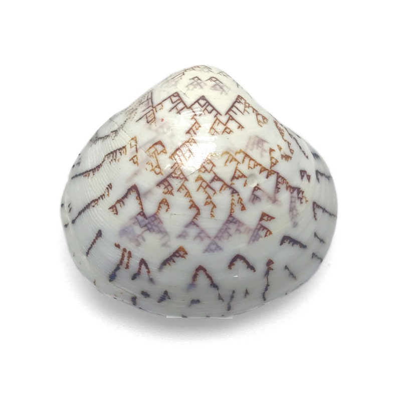 Zigzag Venus Clam Shell MATCHING PAIR Lioconcha Castrensis Unique Rare ...