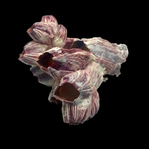Purple Barnacle Cluster Sea Shell Natural Display Specimen Marine ...