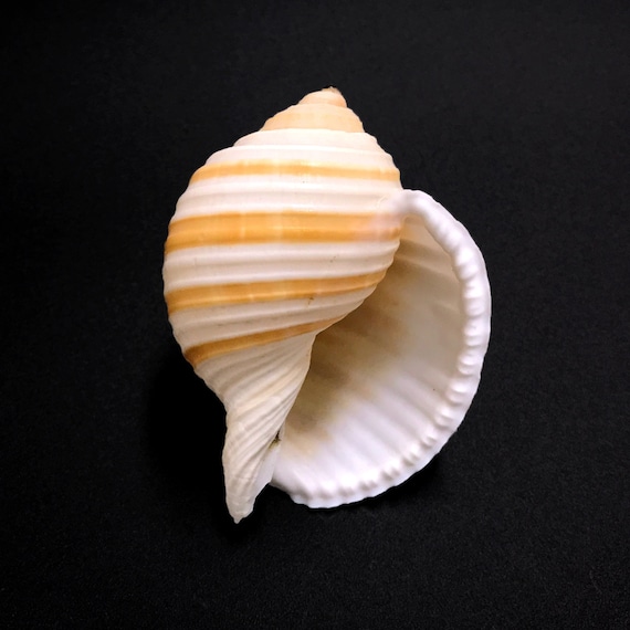 Banded Tun Sea Shell Tonna Sulcosa Natural Display Specimen - Etsy