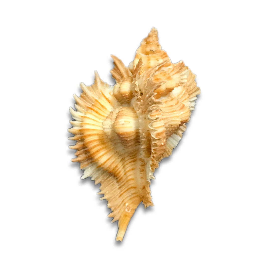 Miyoko Murex Sea Shell Chicoreus Miyokoae Natural Display Specimen ...