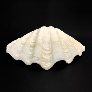 Extra Large Giant Clam Shell Half Very Rare Unique Real Sea Shell ...