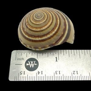 Sundial Perspective Sea Shell Architectonica Perspectiva Natural ...