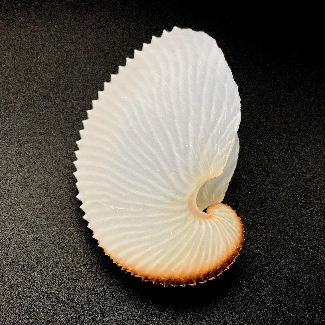 Argonaut Shell Paper Nautilus Natural Cleaned Sea Shell Rare Delicate Unique Sea Shell Free USA ...