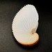 Argonaut Shell Paper Nautilus Natural Cleaned Sea Shell Rare Delicate ...