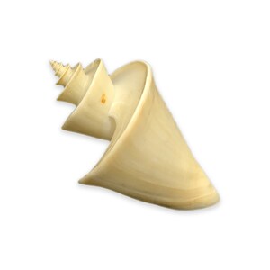 Thatcheria Mirabilis Sea Shell Japanese Wonder Shell Natural Display ...