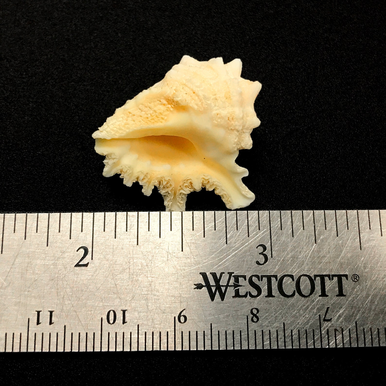 Finger Drupe Sea Shell Drupina Grossularia Natural Display - Etsy