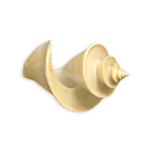 Thatcheria Mirabilis Sea Shell Japanese Wonder Shell Natural Display ...