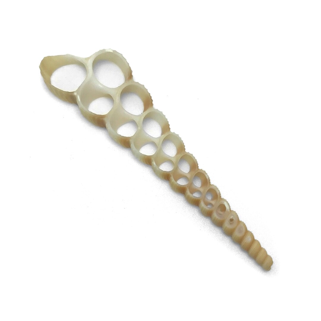 Center Slice Auger Screw Sea Shell Turritella Terebra Shell Natural ...