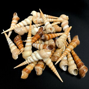 Auger Screw Sea Shell Turritella Terebra Tower Screw Shell Natural ...
