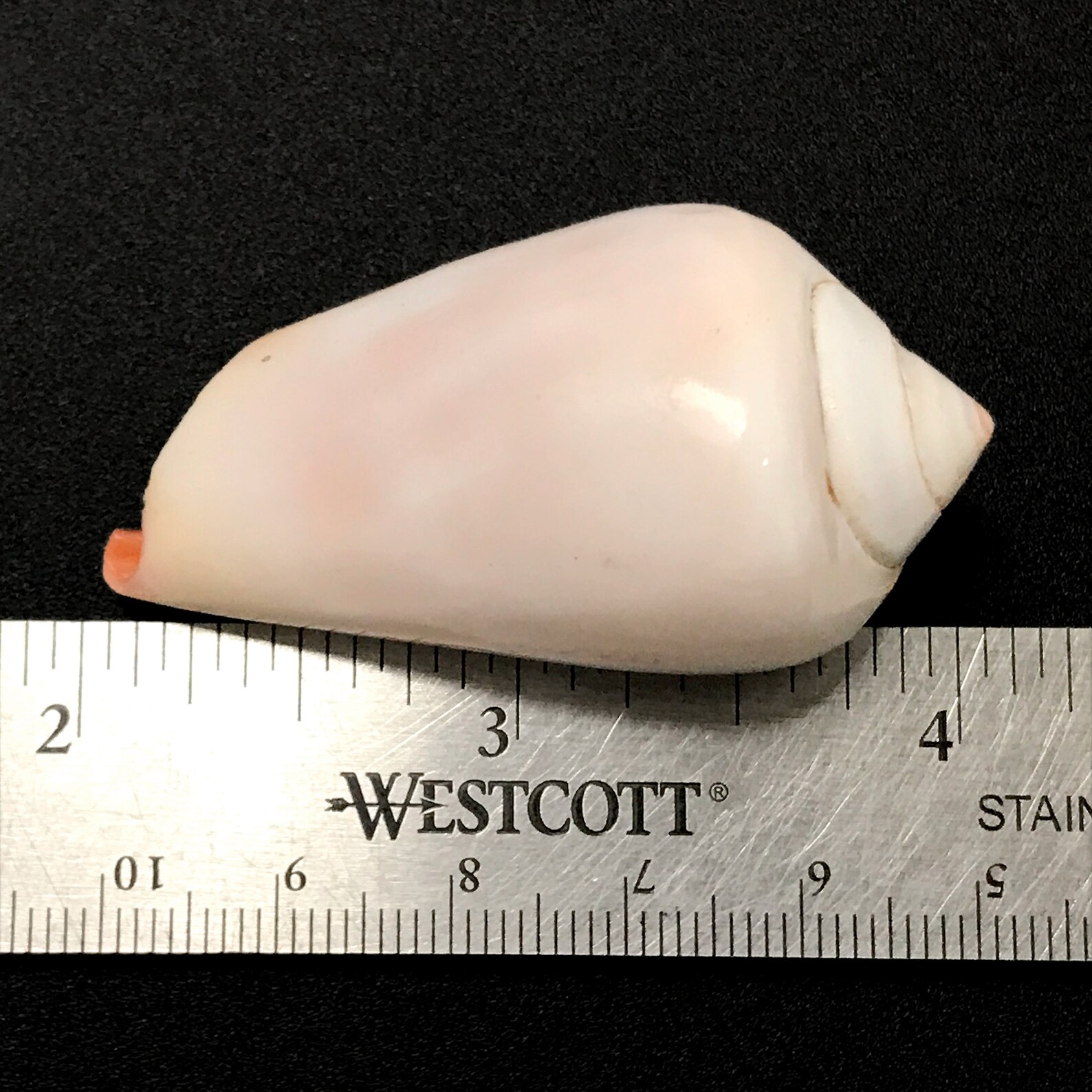 Polished Strawberry Conch Sea Shell Conomurex Luhuanus Natural - Etsy