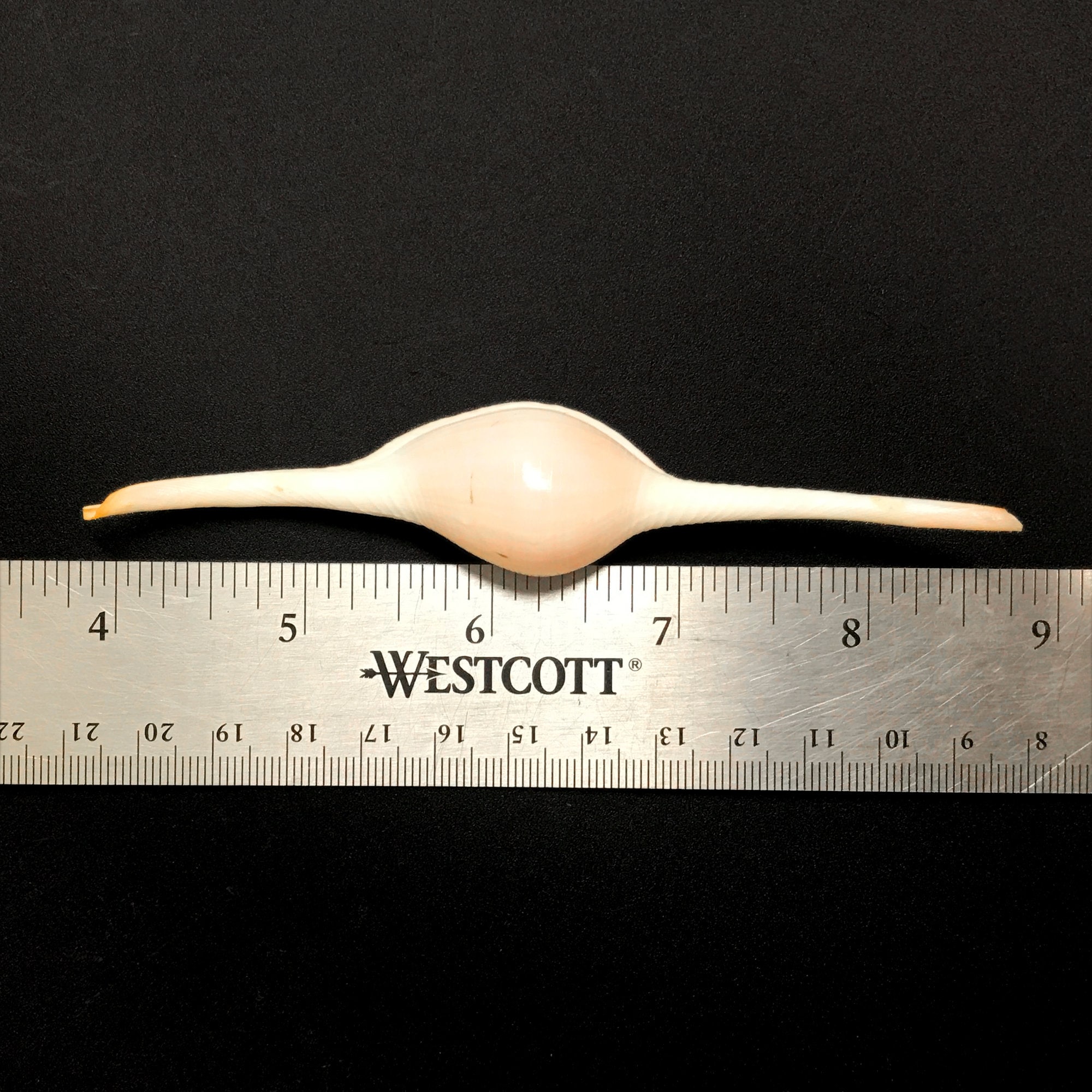 Volva Volva Sea Shell Spindle Egg Cowry Natural Display Specimen Marine ...