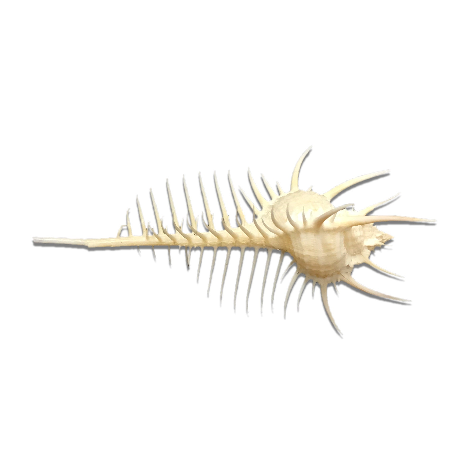 Venus Comb Sea Shell Murex Pecten Natural Display Specimen Marine ...