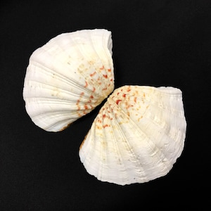 Large Horse Hoof Clam Shell MATCHING PAIR Hippopus Hippopus Unique Rare ...