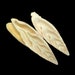 Split Orange & White Mitra Sea Shell Episcopal Miter Natural Display ...