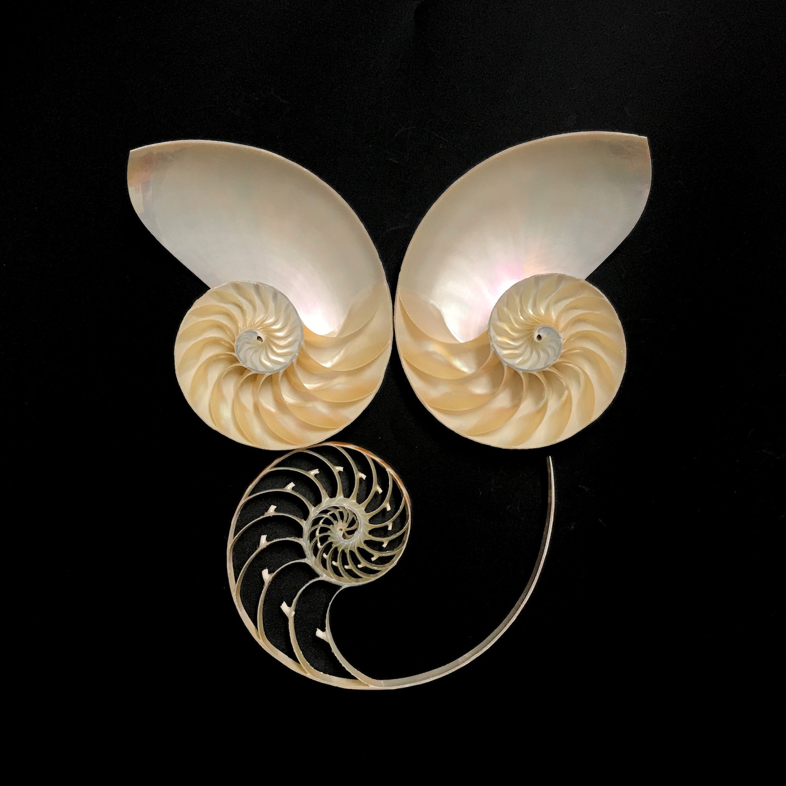 Centre Cut Chambered Nautilus Sea Shell Very Rare Natural Display ...